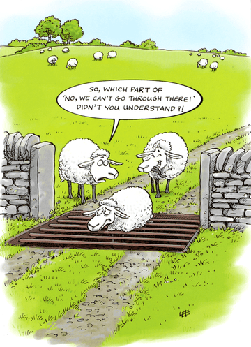 Funny cartoon card by Country Cards - Sheep Grid – Comedy Card Company